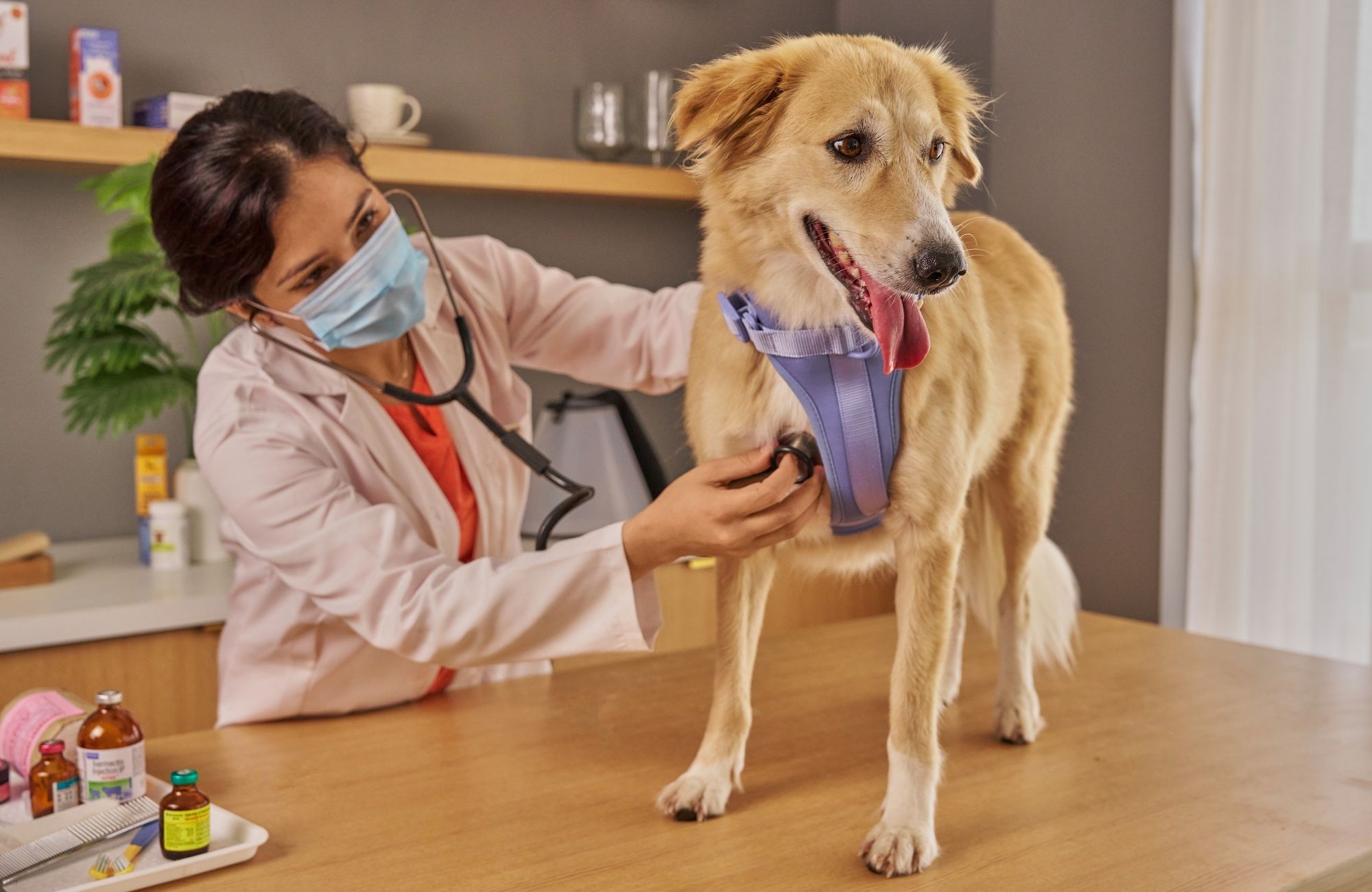 Why Regular Pet Wellness Exams Are Essential For Your Pet’s Health ...