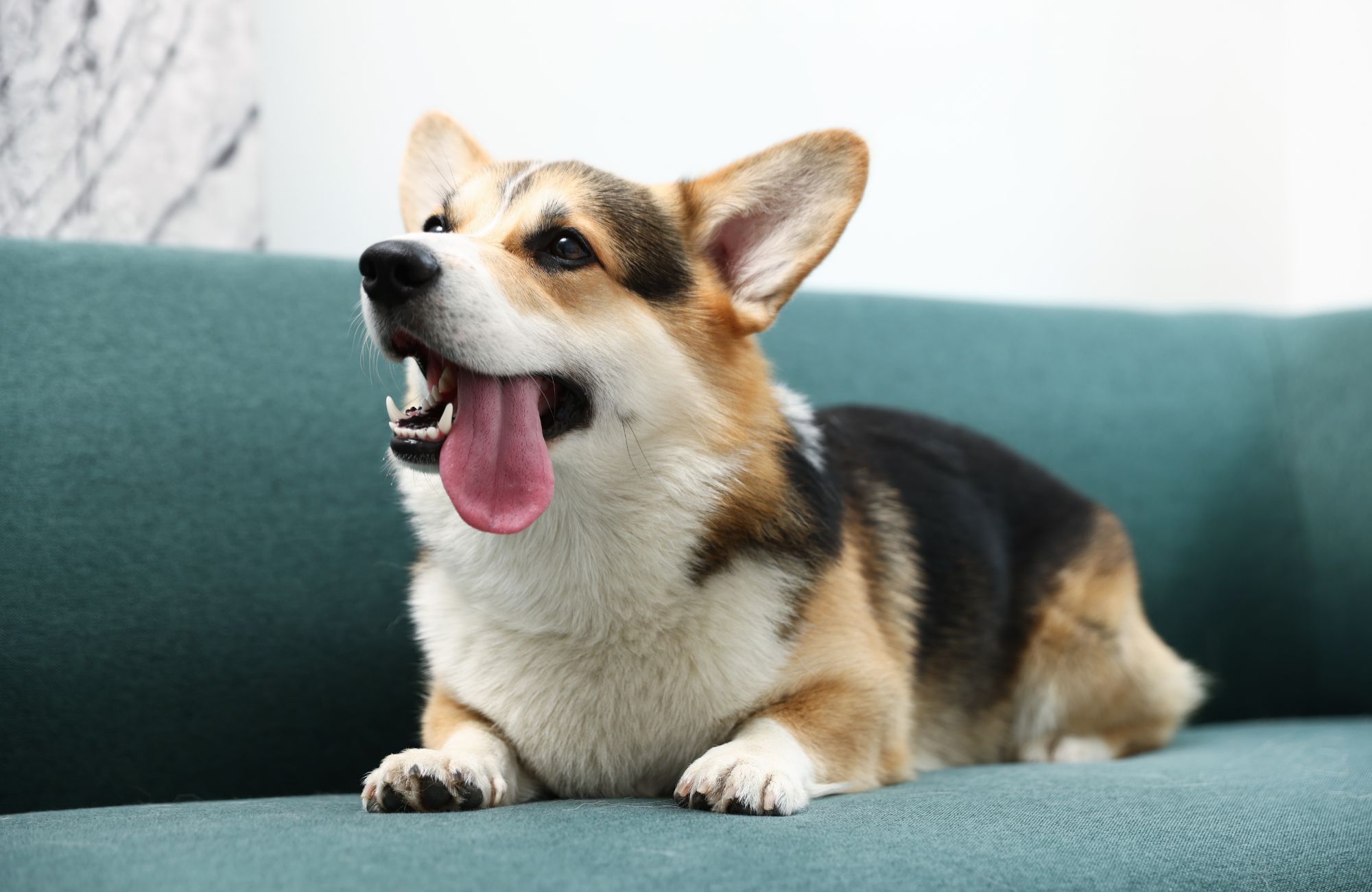 When To Spay Or Neuter A Dog: Smart Safe Timing | Ridgefield Veterinary ...