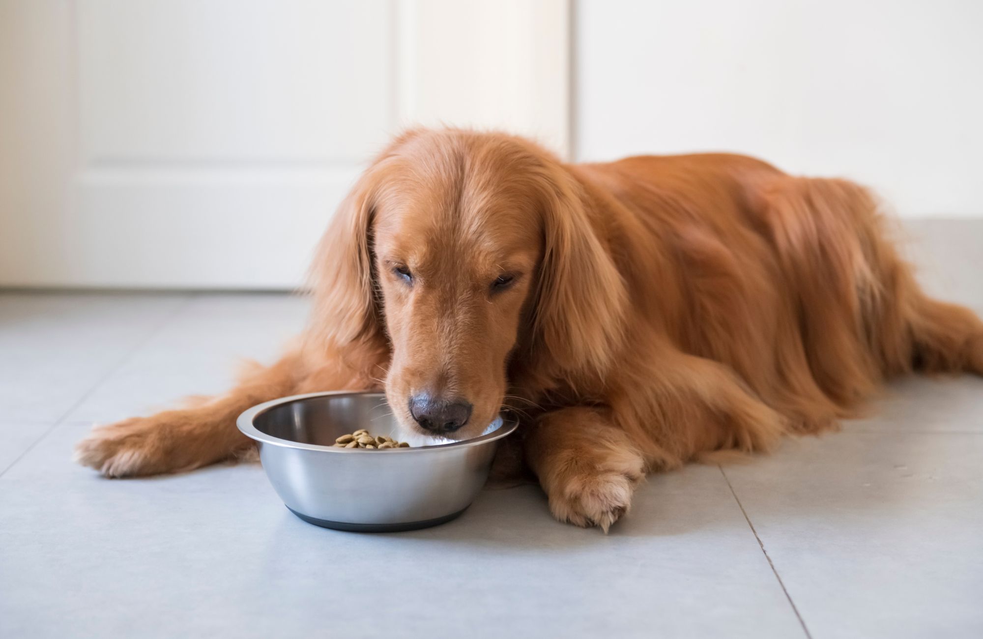 How To Choose Pet Food: Simple Expert Guide | Ridgefield Veterinary Center